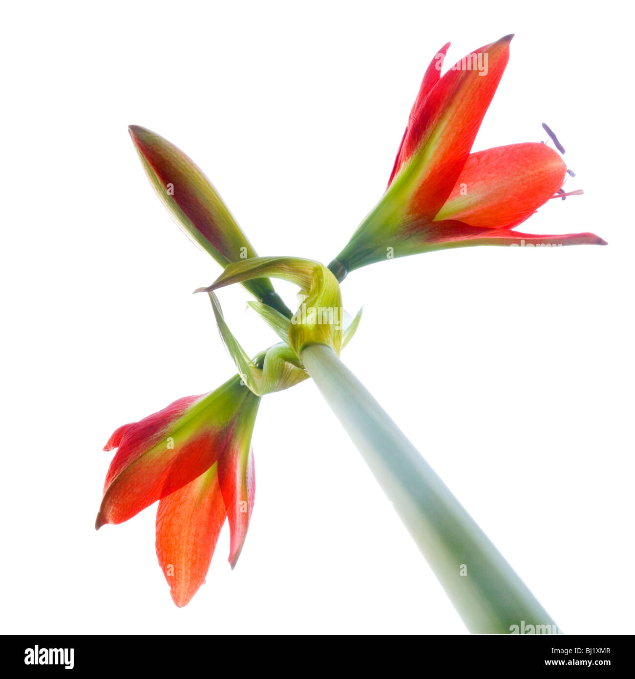 Amaryllis flower about to bloom Cut Out Stock Images & Pictures - Alamy