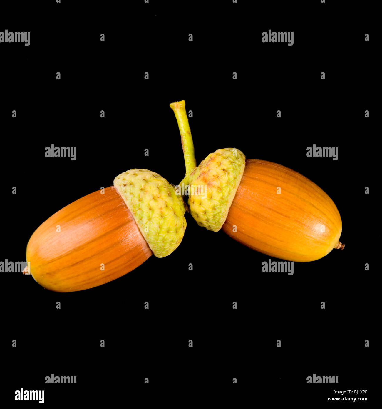 Autumn fruits acorns on hi-res stock photography and images - Alamy