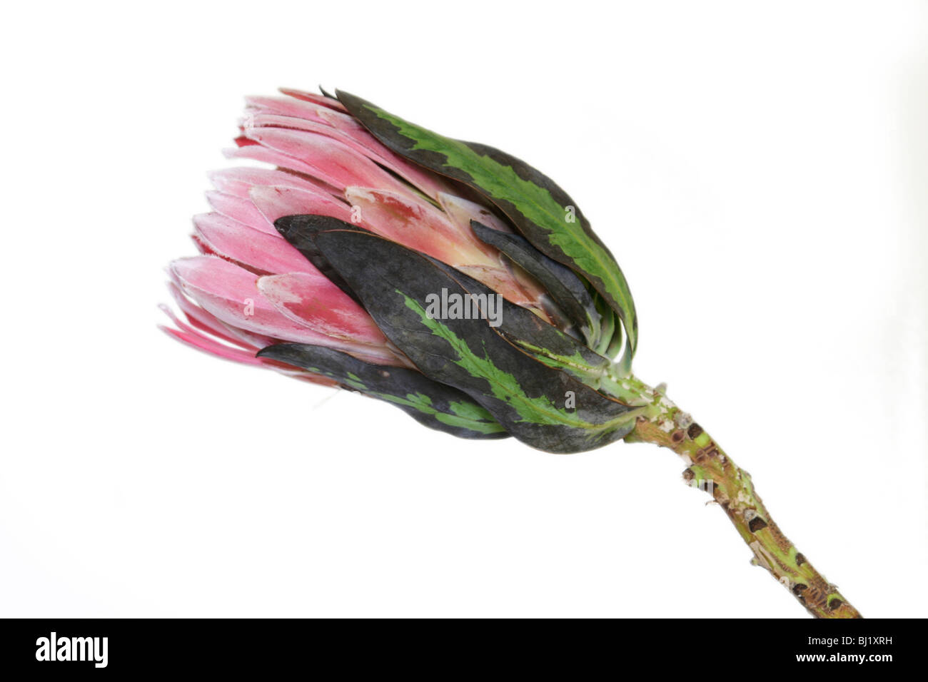 Protea plants Cut Out Stock Images & Pictures - Alamy
