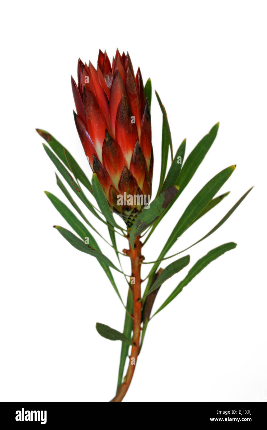 Protea plants Cut Out Stock Images & Pictures - Alamy