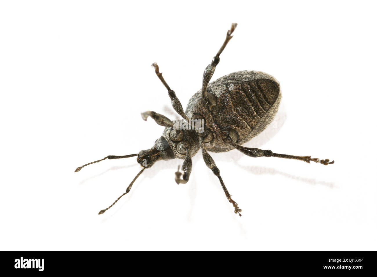 Nucum hi-res stock photography and images - Alamy