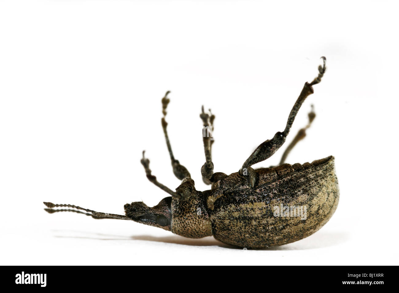 Nucum hi-res stock photography and images - Alamy