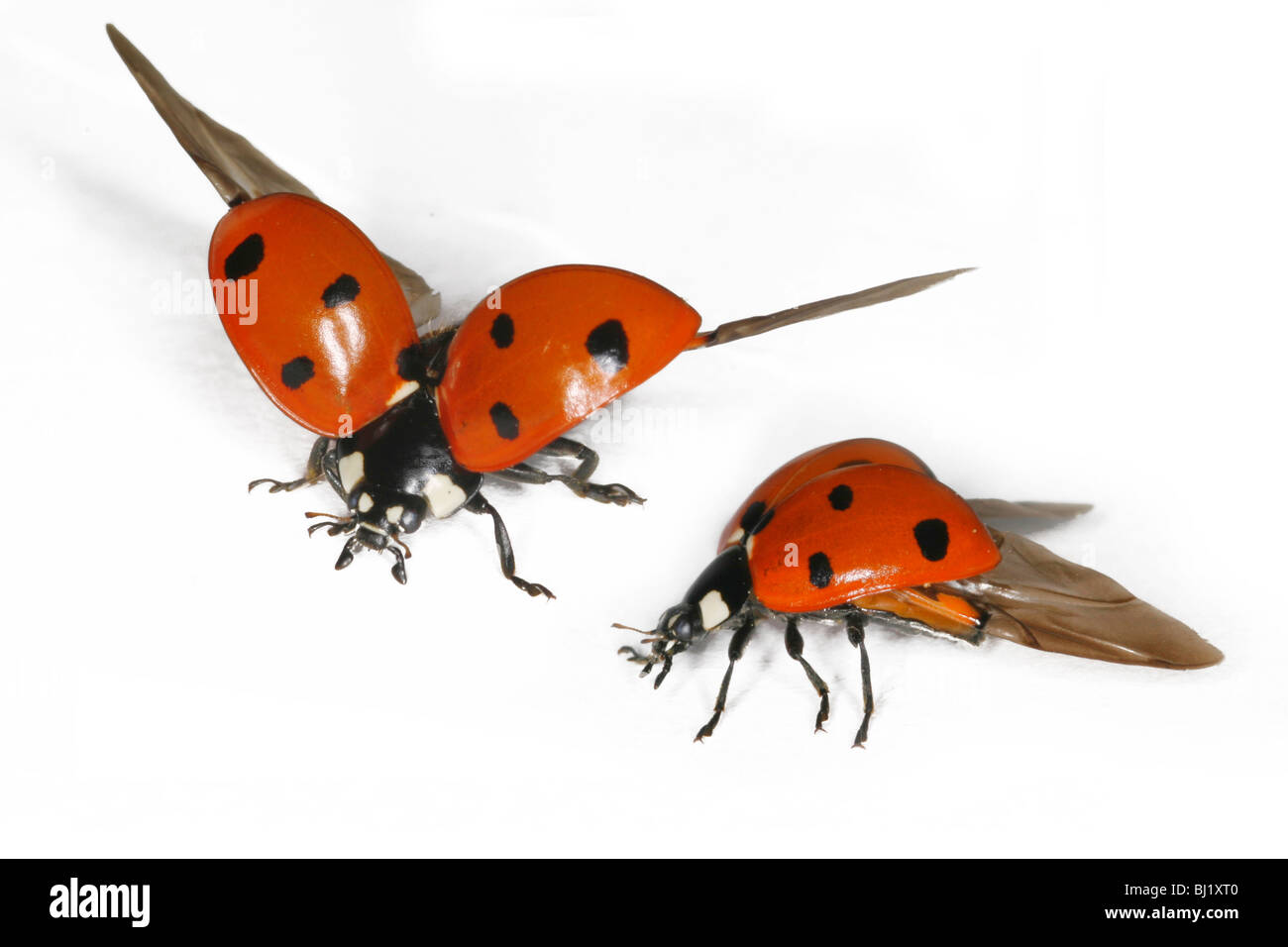 Ladybird during the flight Stock Photo - Alamy