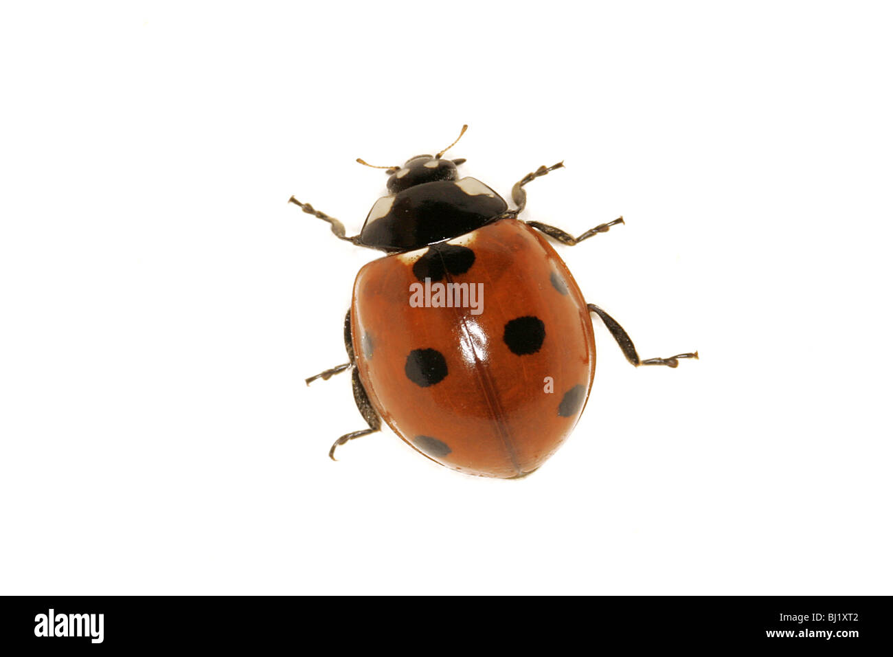 Lady bird luck Cut Out Stock Images & Pictures - Alamy
