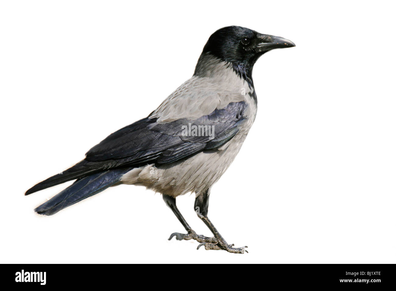 Crow birds Cut Out Stock Images & Pictures - Alamy