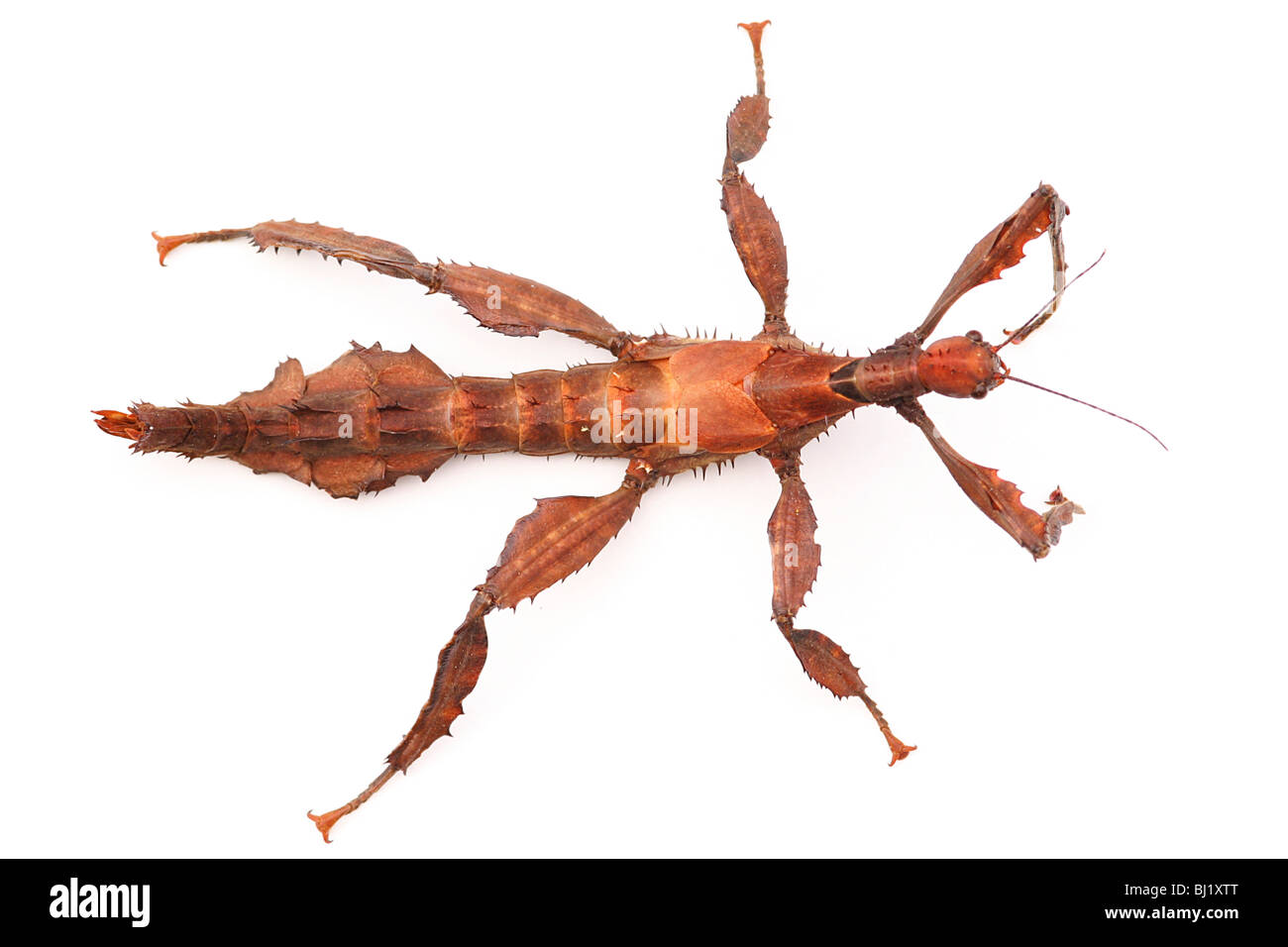 Tiaratum extatosoma insects hi-res stock photography and images - Alamy