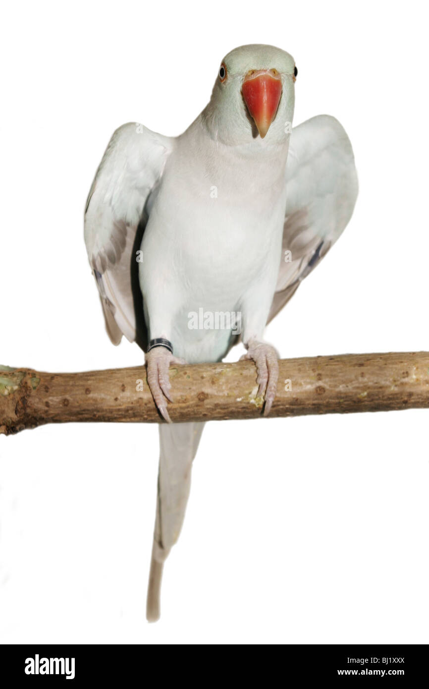 Ring necked Cut Out Stock Images & Pictures - Alamy