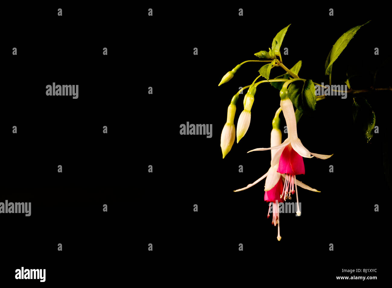 Potted fuchsia hi-res stock photography and images - Alamy