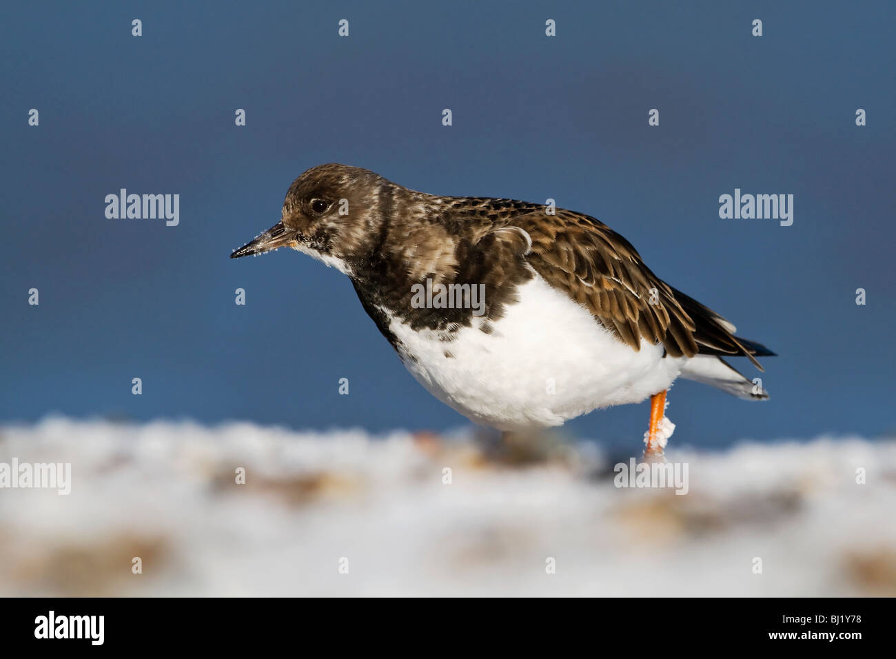 A winter plumage adult Turnstone walking along a snow covered shingle ...