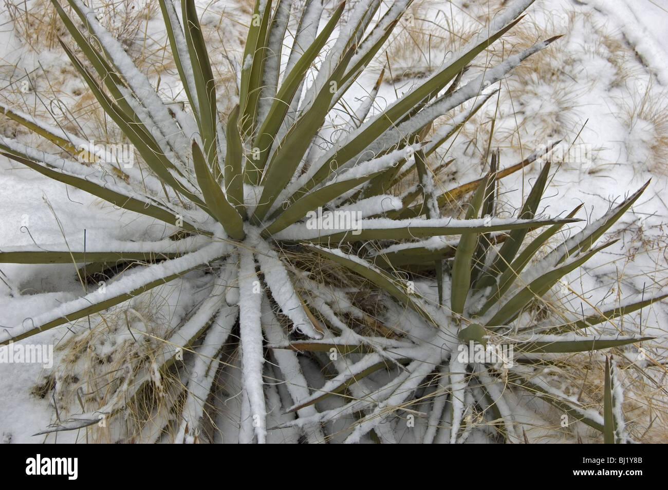 Yucca plant with snow hi-res stock photography and images - Alamy