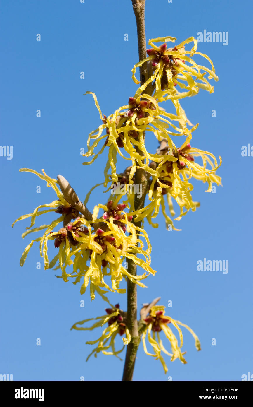 Buds of witch hazel hi-res stock photography and images - Alamy