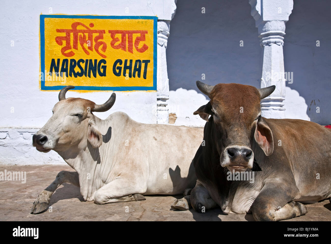 Holy cows resting at Narsing Ghat. Pushkar. Rajasthan. India Stock ...