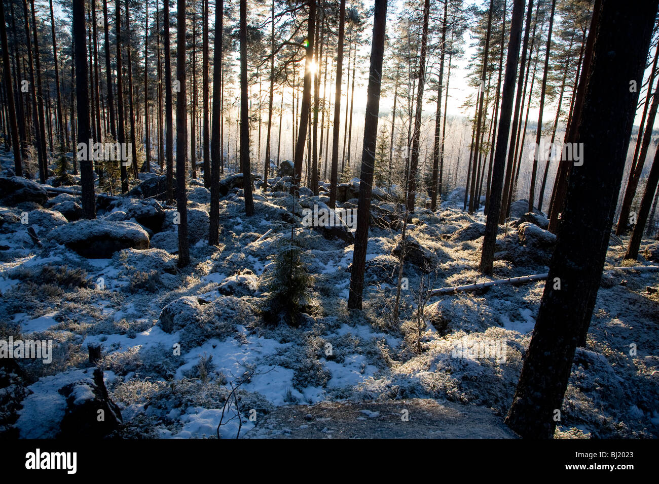 Boreal forest ground plants hi-res stock photography and images - Alamy