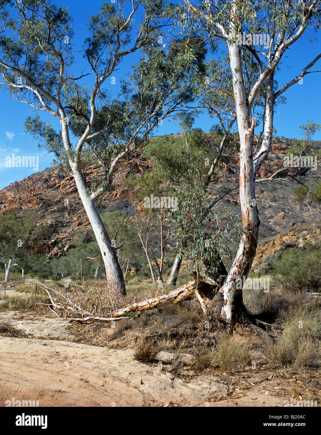 Ghost Gums in the Western MacDonnell Ranges National Park Stock Photo ...