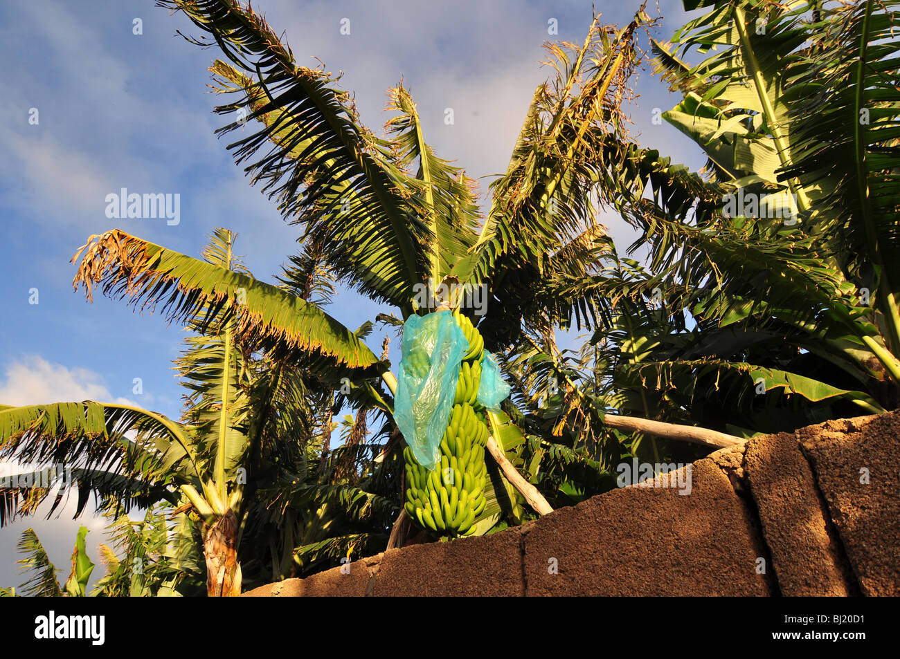 Banana palm hi-res stock photography and images - Alamy