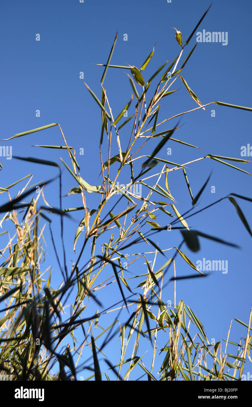Bamboo perennial evergreen Stock Photo - Alamy