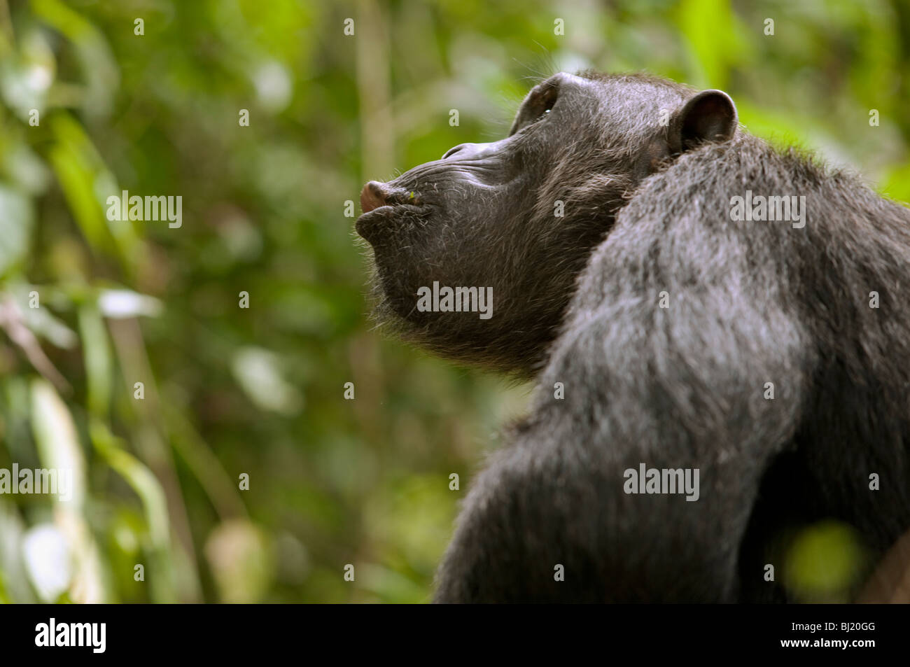 Hooting chimpanzee hi-res stock photography and images - Alamy