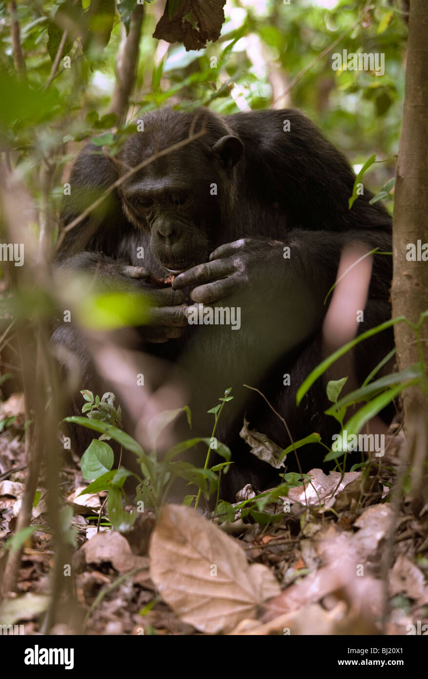 Chimp eating fruit hi-res stock photography and images - Alamy
