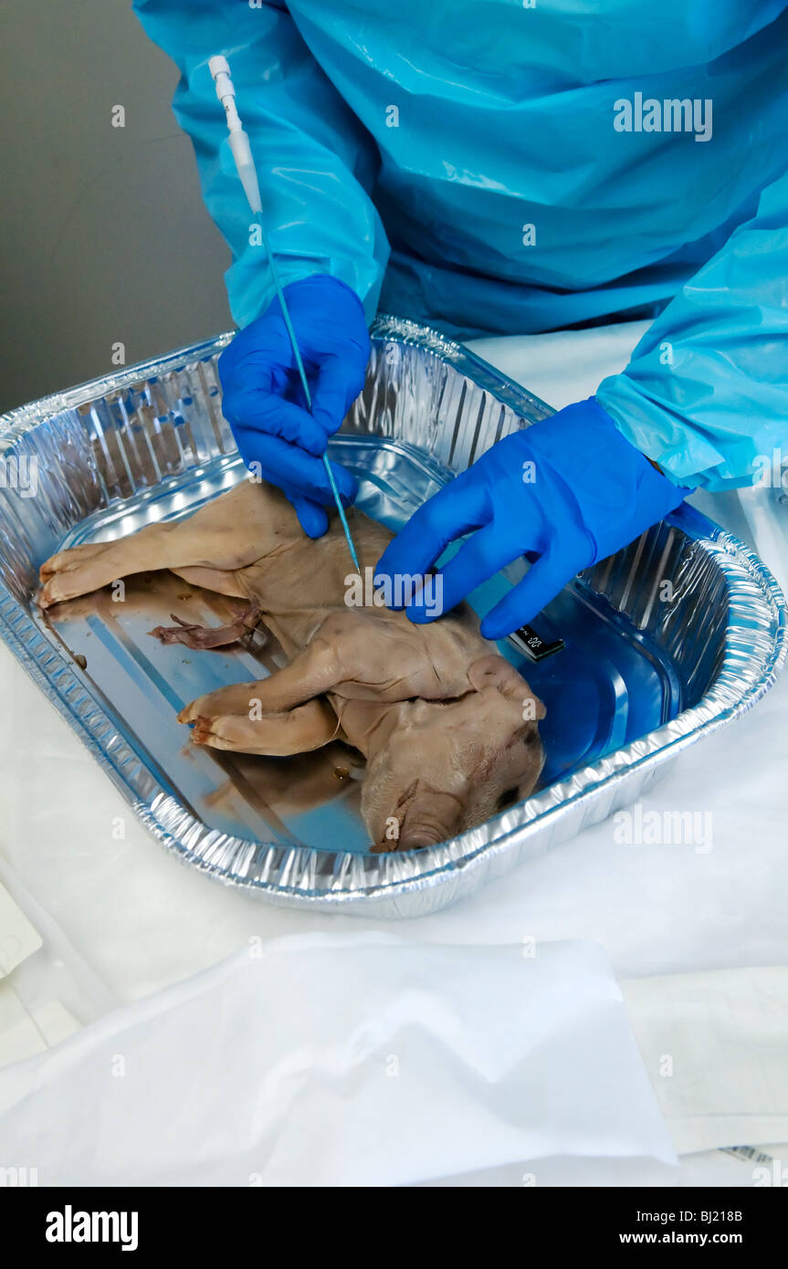 Chest Tube Medical High Resolution Stock Photography and Images - Alamy