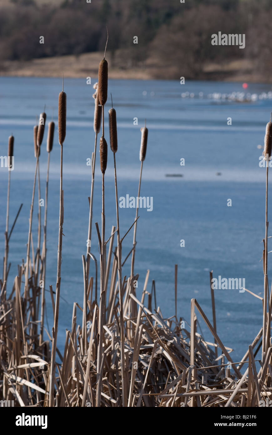 Waterside Plants High Resolution Stock Photography and Images - Alamy