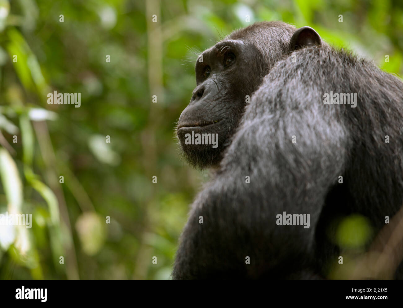 Chimpanzee profile hi-res stock photography and images - Alamy