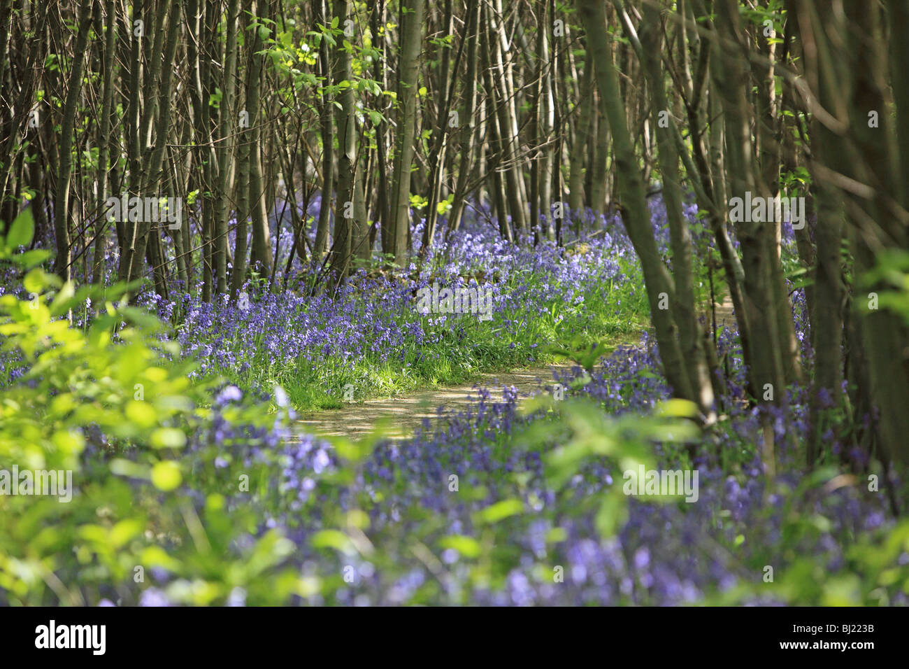 Kent, Challock, King's Wood, Bluebells Stock Photo - Alamy