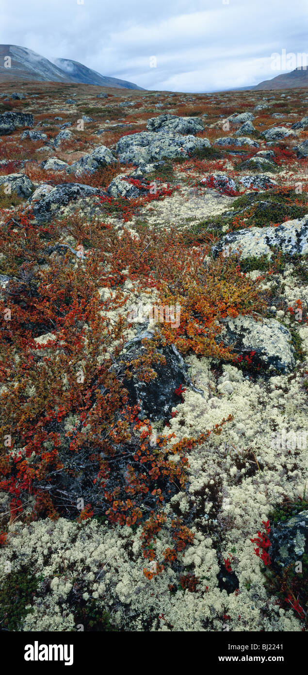 Moor wasteland hi-res stock photography and images - Alamy