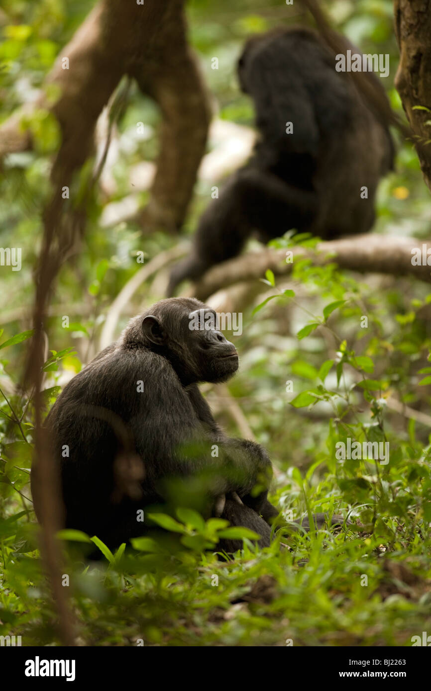 Chimp in the sun hi-res stock photography and images - Alamy