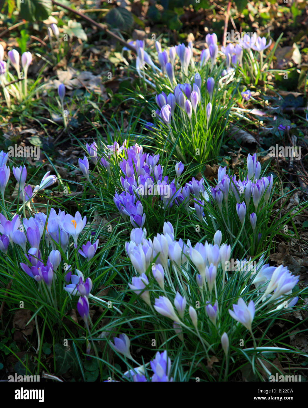 Early wild flower hi-res stock photography and images - Alamy