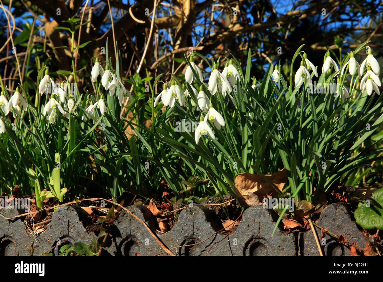 Snowdrops garden border hi-res stock photography and images - Alamy