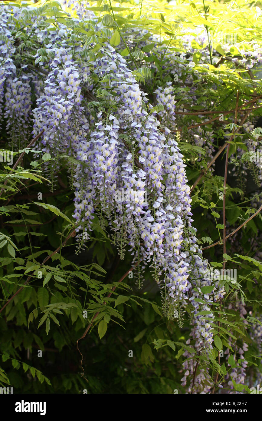 Chinese wisteria wisteria sinensis hi-res stock photography and images ...
