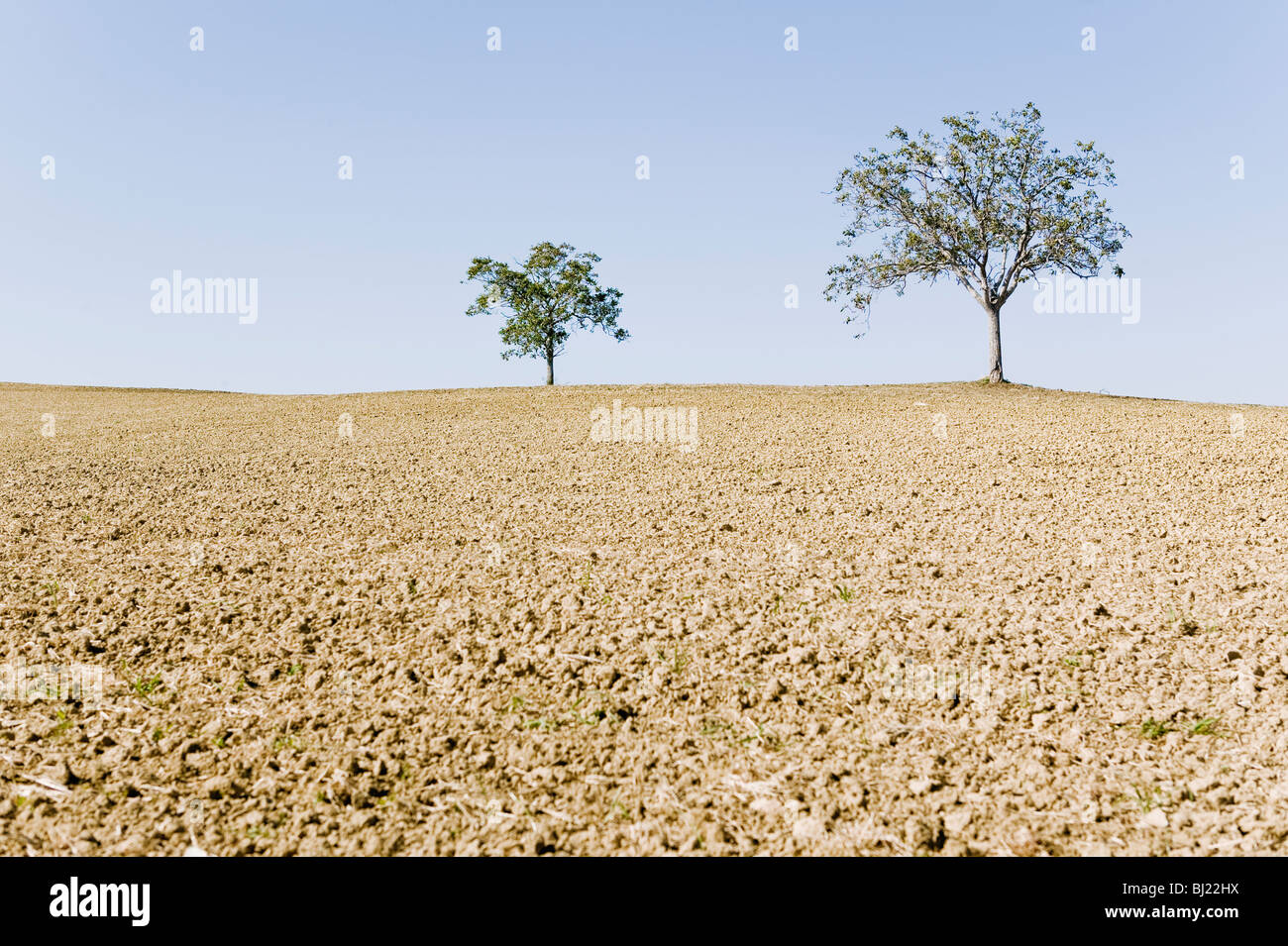 Trees in a field Stock Photo - Alamy