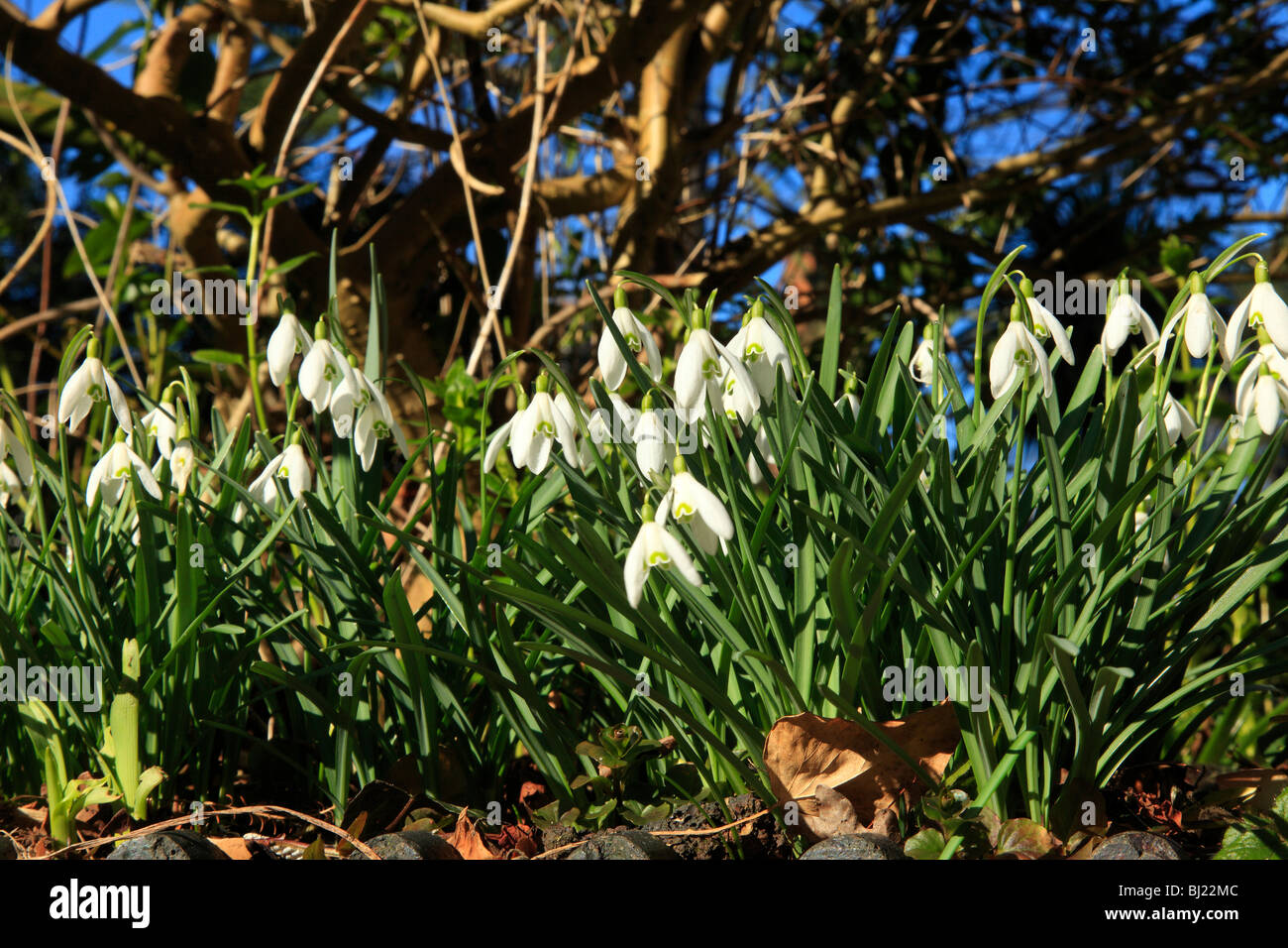 Group snowdrops hi-res stock photography and images - Alamy