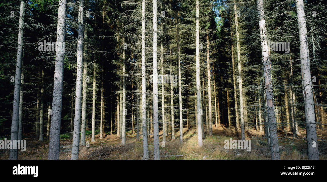 Forest of only spruce Stock Photo - Alamy