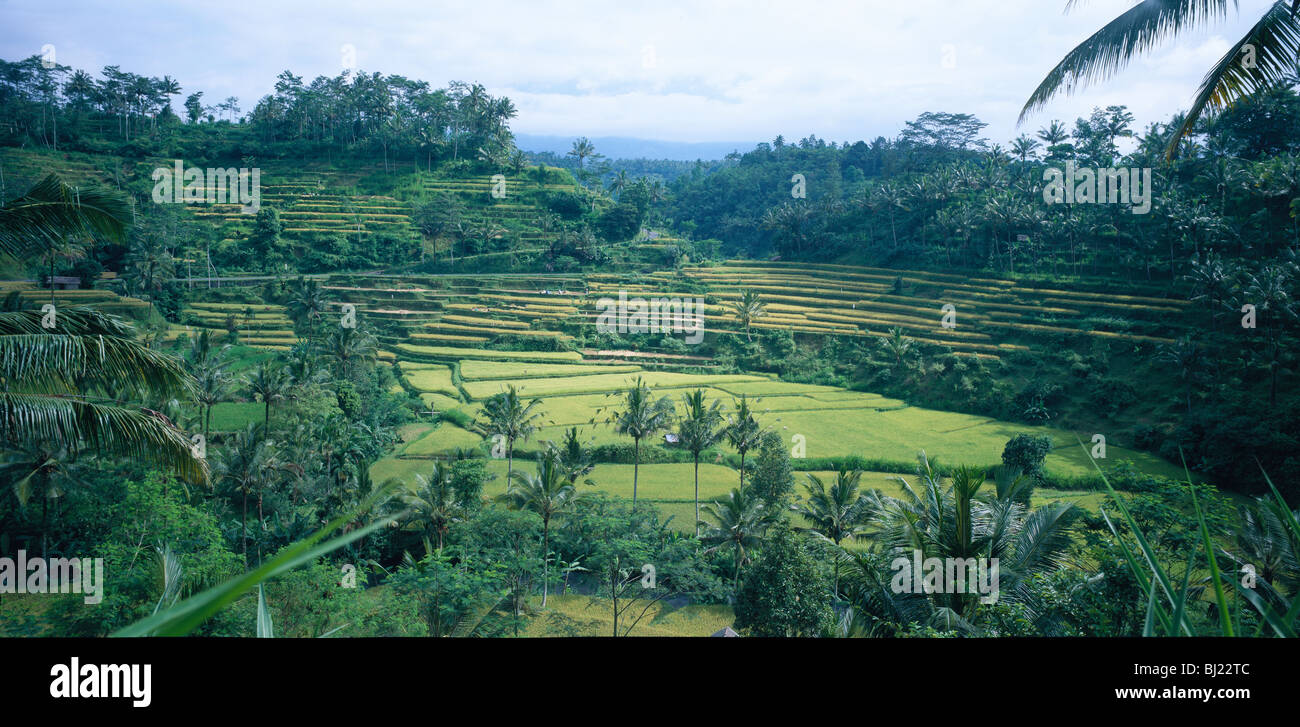 Mountain rice fields hi-res stock photography and images - Alamy