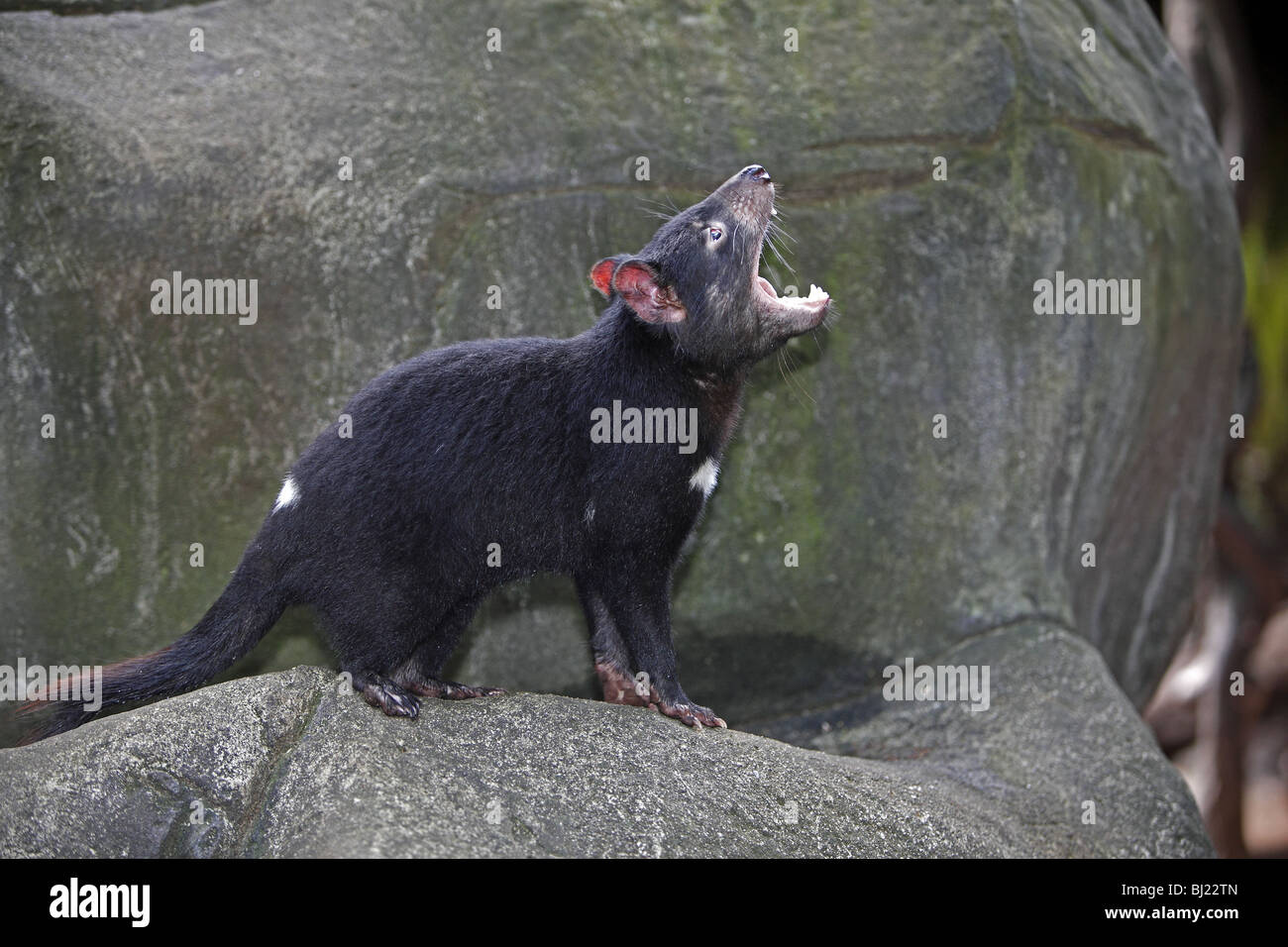 Tasmanian Devil (Sarcophilus harrisii), yawning Stock Photo - Alamy
