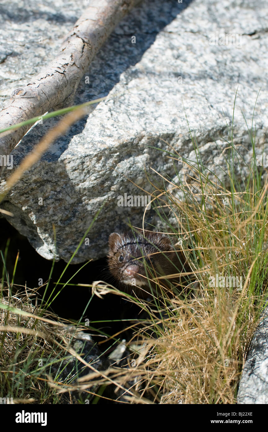 A mink looking out from underneath a rock, Sweden Stock Photo - Alamy