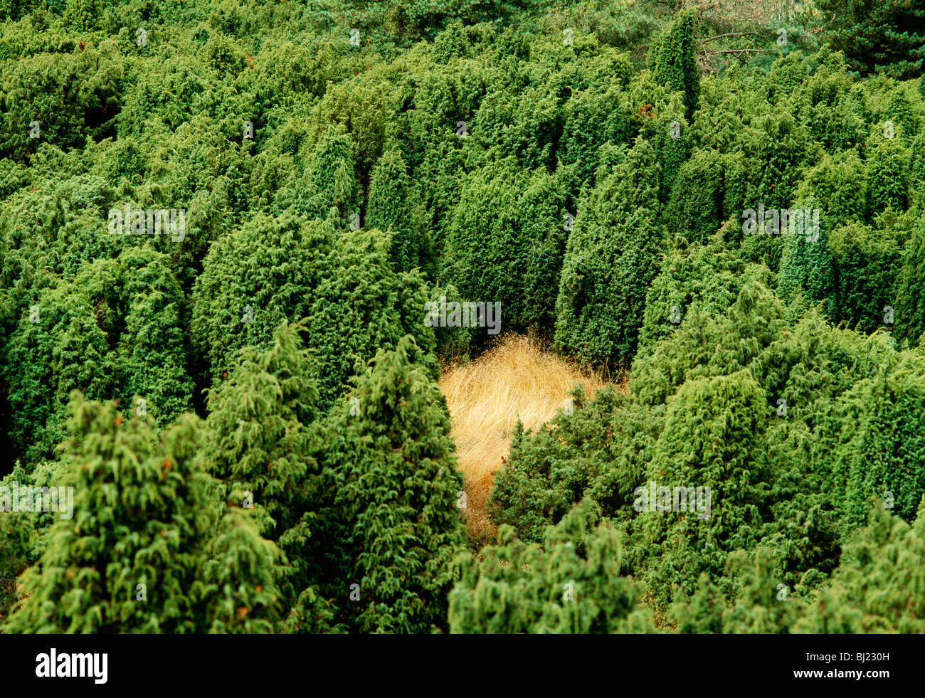 Glade in the forest Stock Photo - Alamy