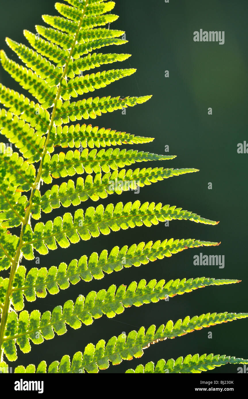 Fern against the light, Sweden Stock Photo - Alamy