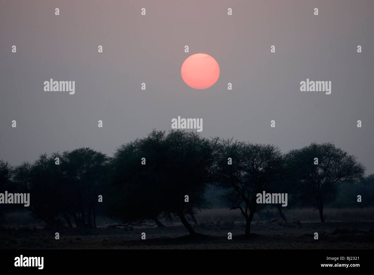 Trees india sunset hi-res stock photography and images - Alamy