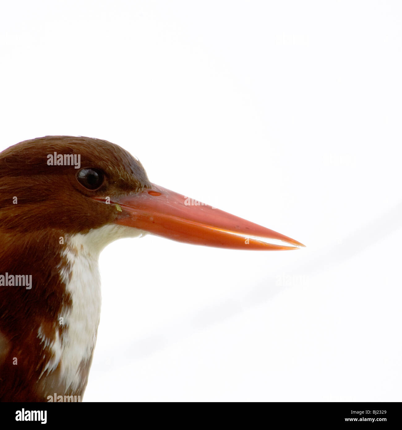 Big beaked birds hi-res stock photography and images - Alamy