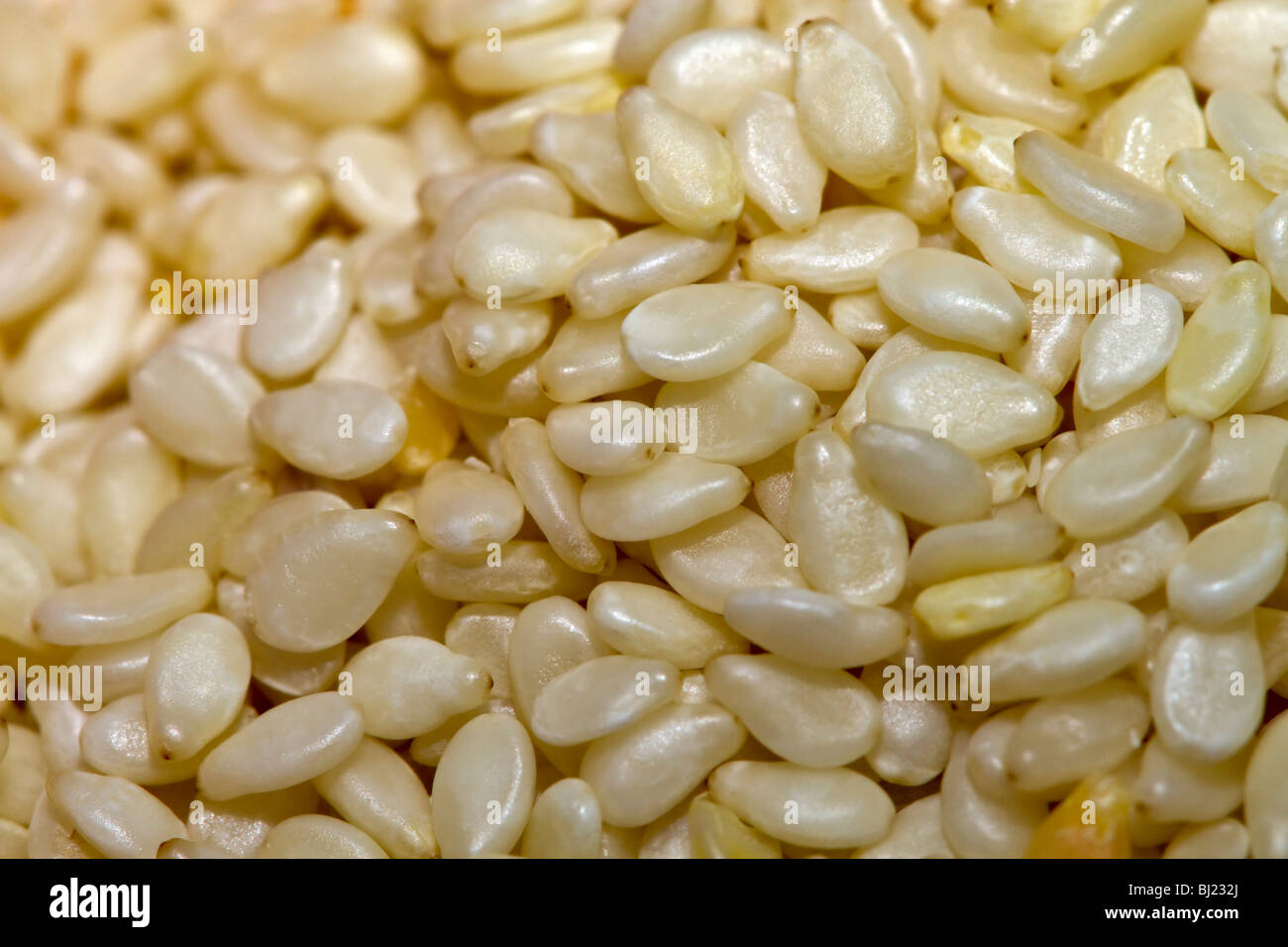 Sesame Seed Actual Size