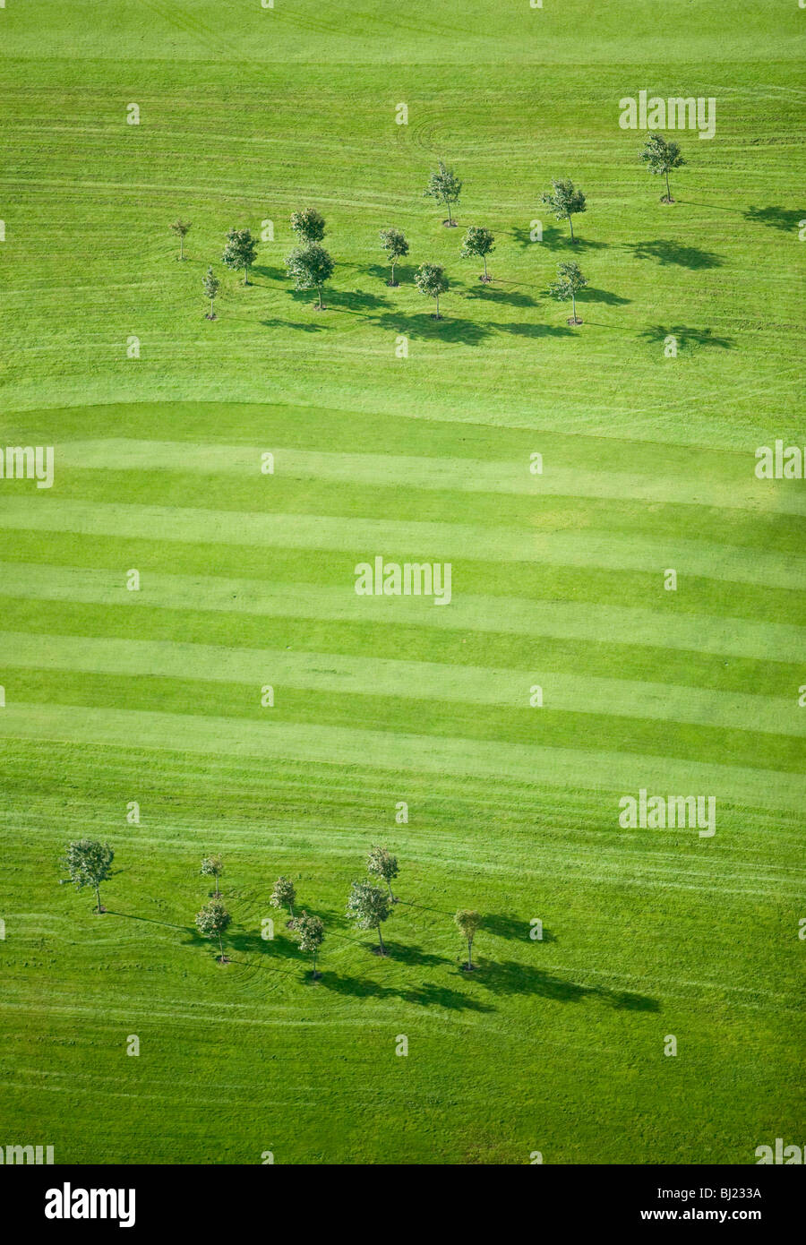Trees on a golf course Stock Photo - Alamy