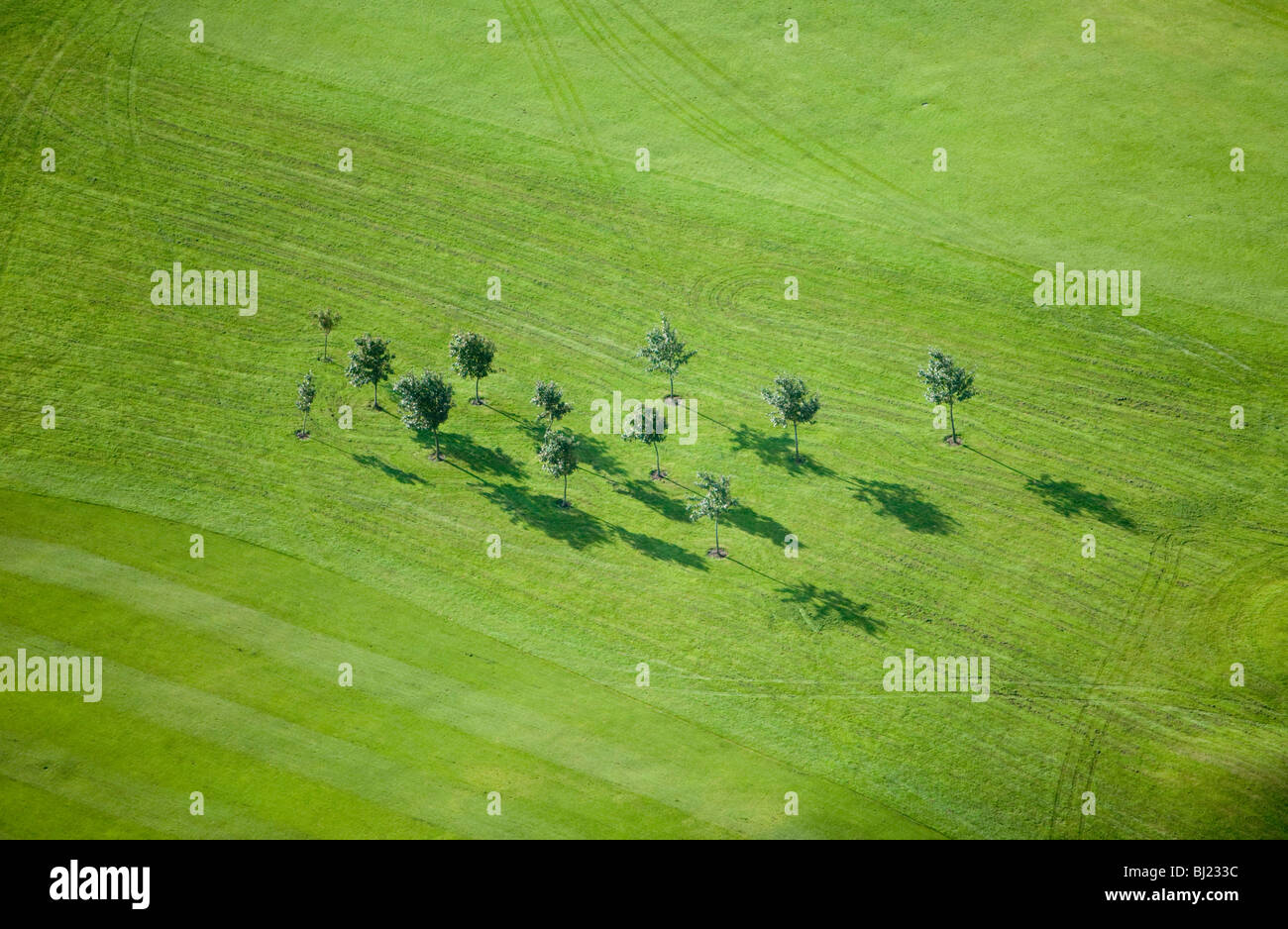 Trees on a golf course Stock Photo - Alamy