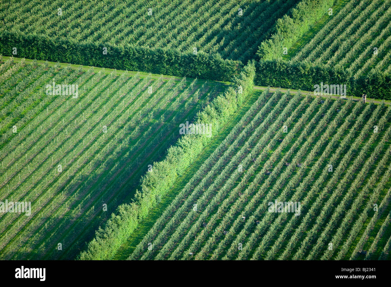 Fields with plants Stock Photo - Alamy