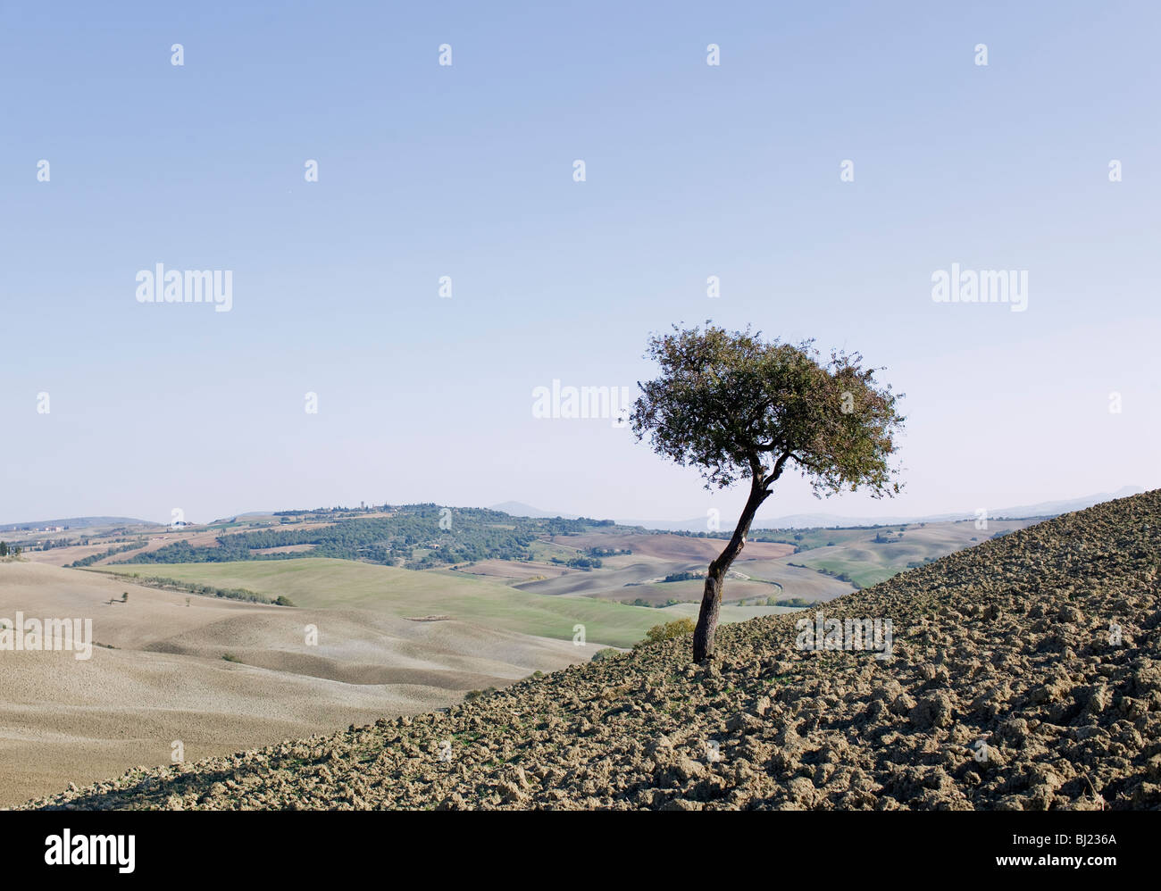 A tree in a field Stock Photo - Alamy