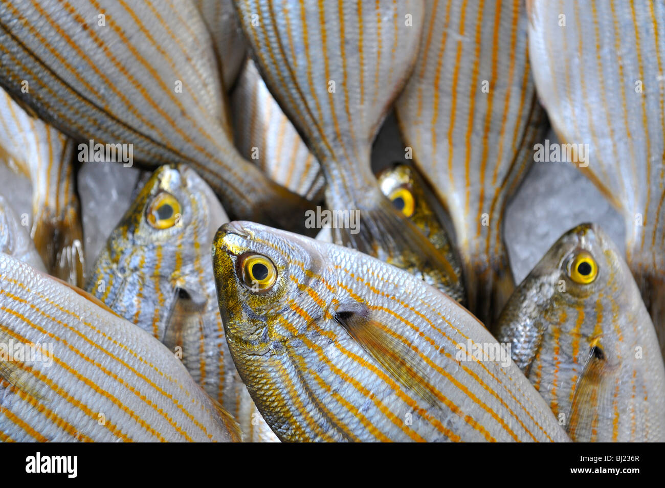 Striped Fish Stock Photos & Striped Fish Stock Images - Alamy
