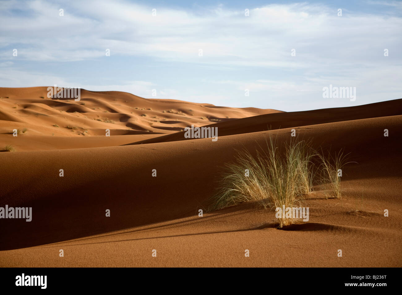 Tuft of grass in the desert Stock Photo - Alamy