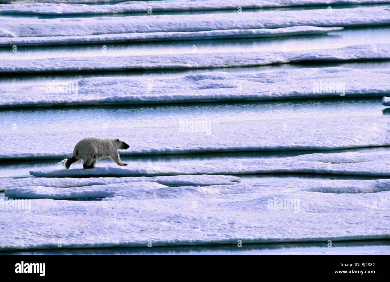 A roaming polar bear, The Arctic, Canada Stock Photo - Alamy