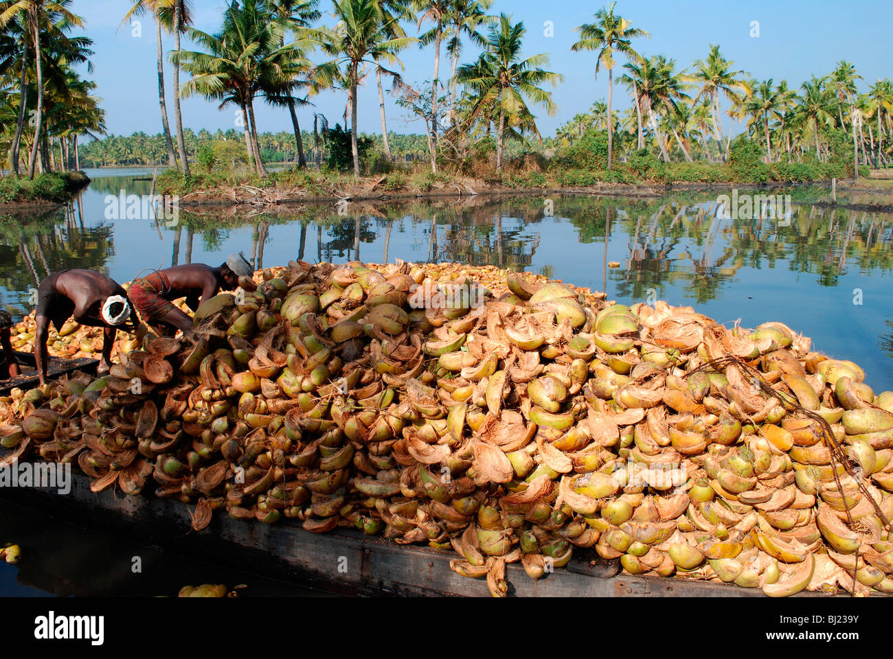 fresh coconut shells for coir making ; kerala Stock Photo - Alamy